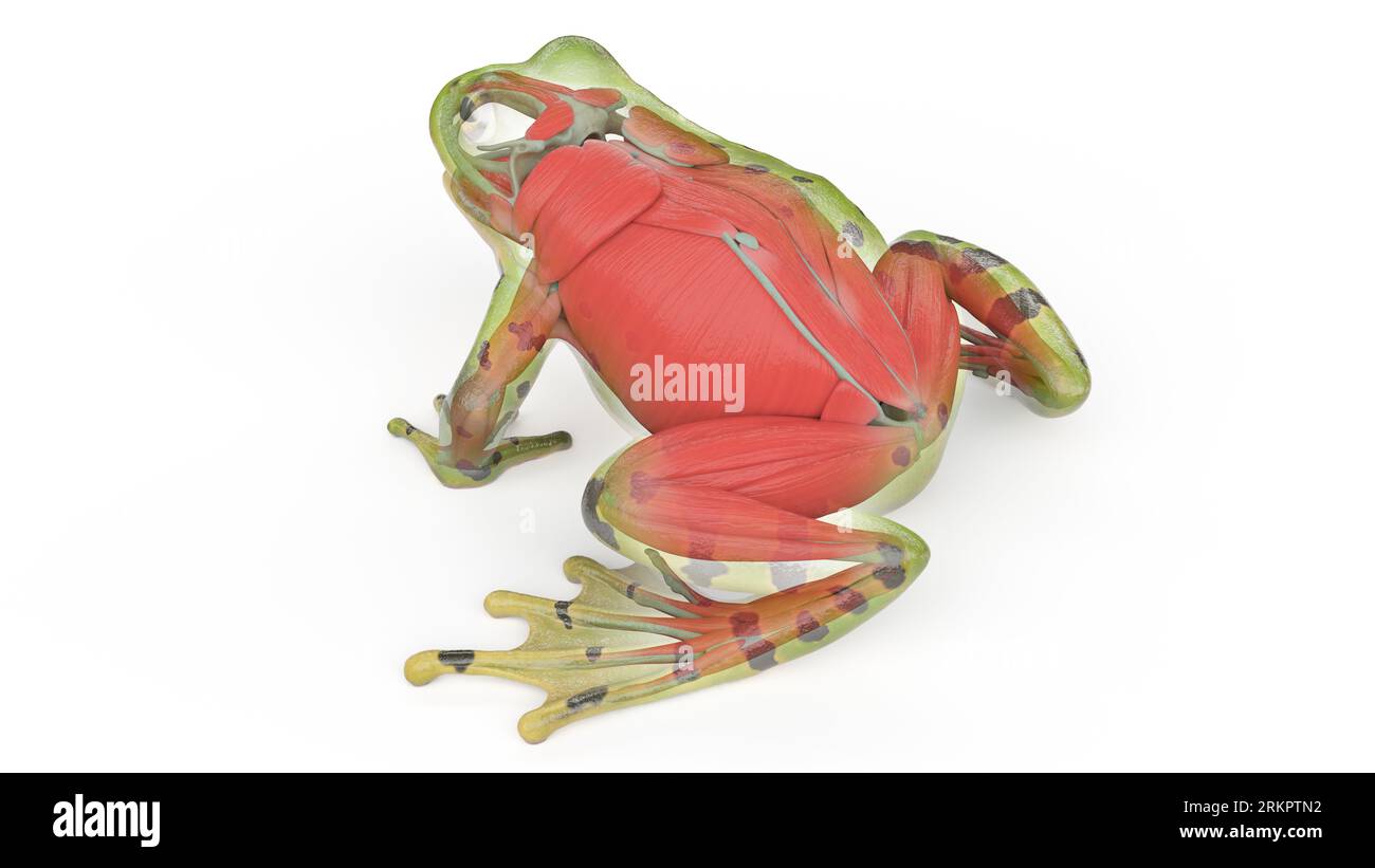 Frog's muscular system, illustration Stock Photo - Alamy