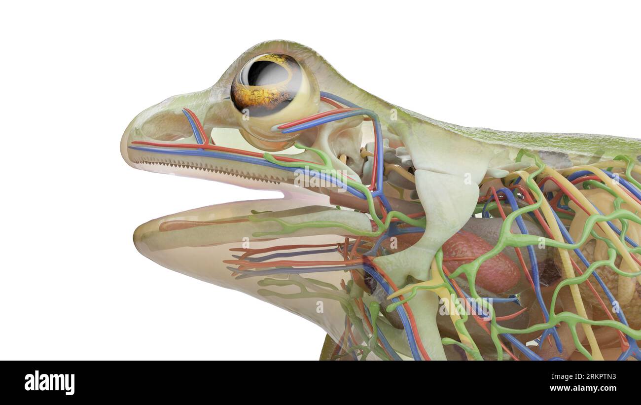 Animal internal organs hi-res stock photography and images - Alamy