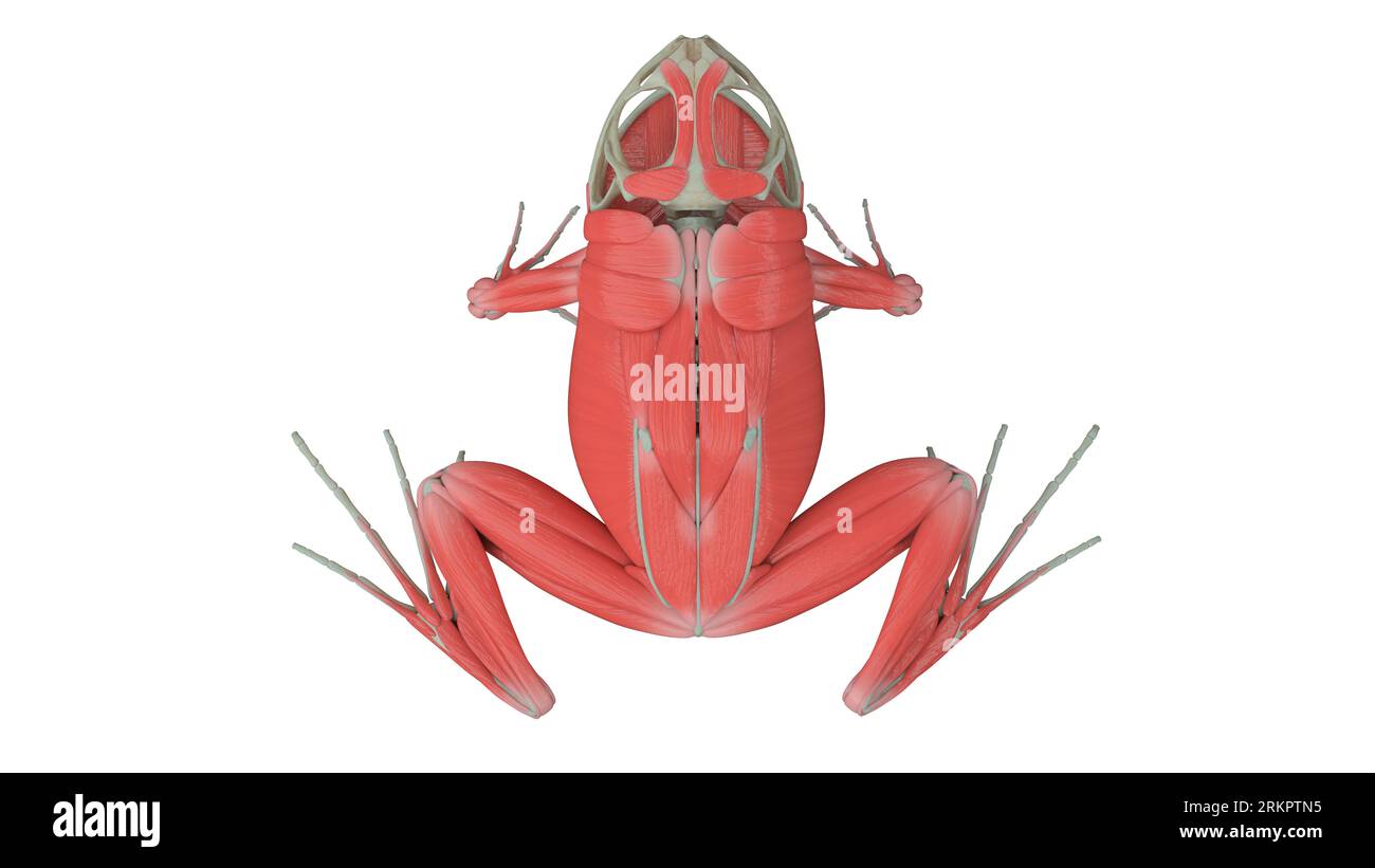 Frog Muscle Cell Diagram