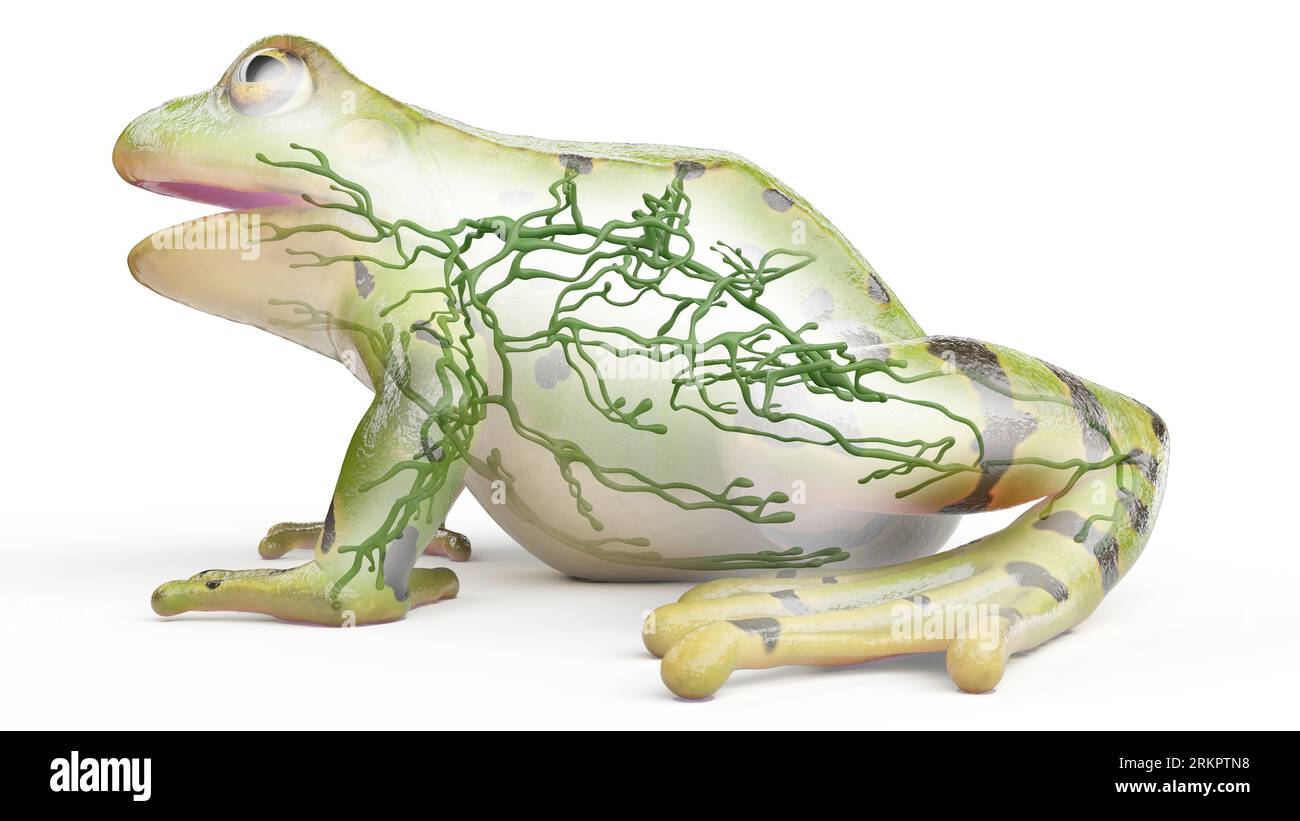 Frogs lymphatic system hi-res stock photography and images - Alamy