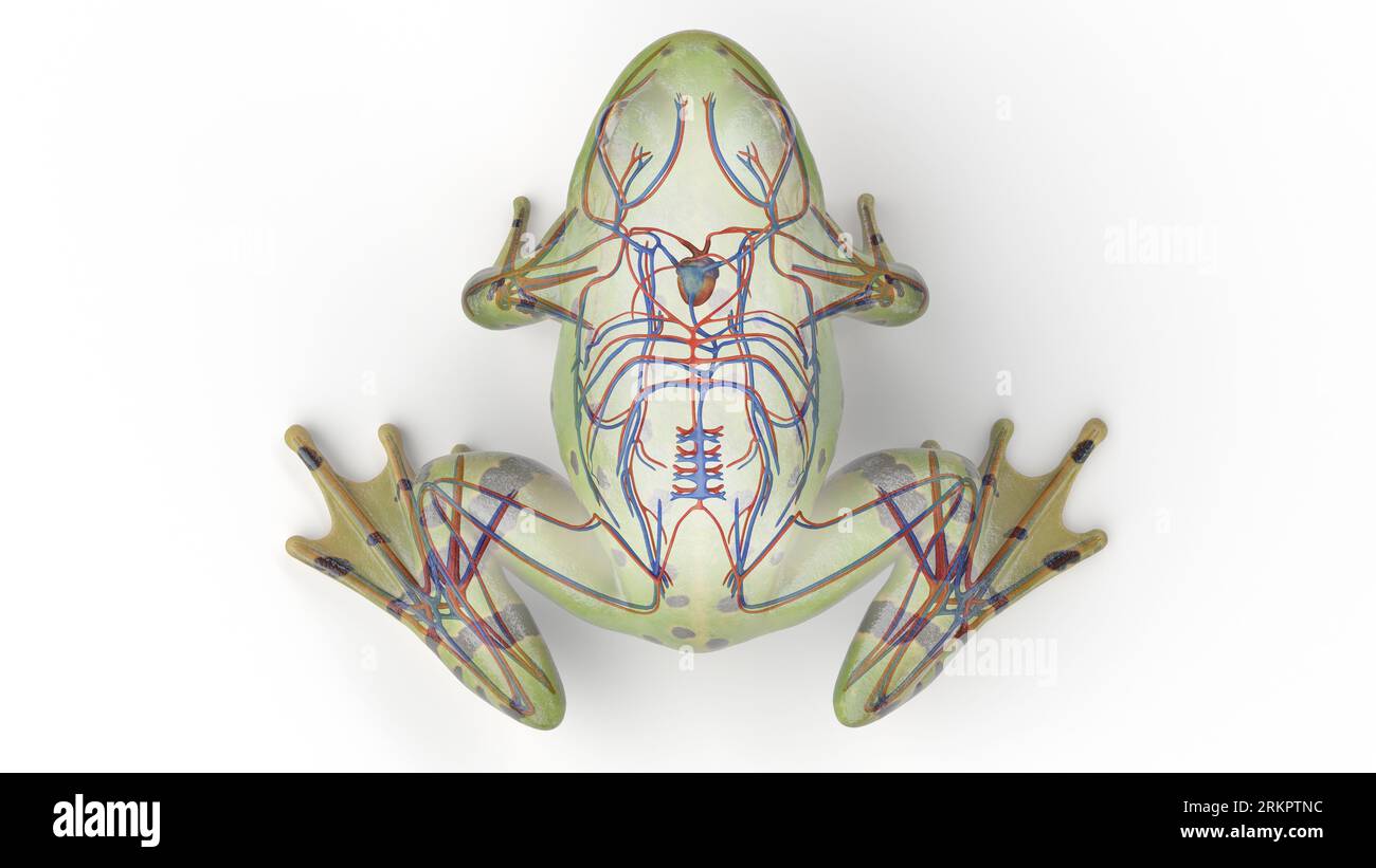 Frog Circulatory System Frog Wikipedia