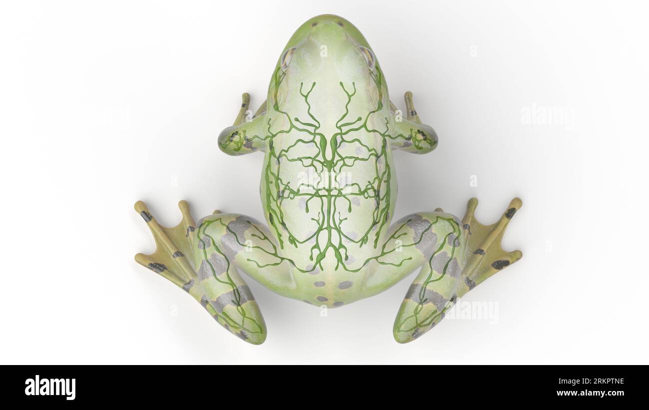 Frogs lymphatic system hi-res stock photography and images - Alamy
