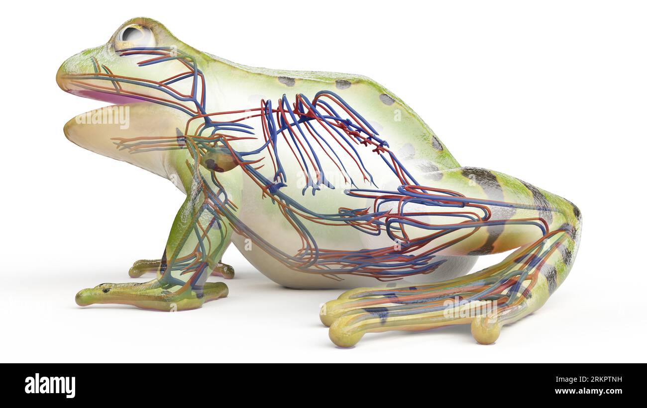 Frogs cardiovascular system hi-res stock photography and images - Alamy