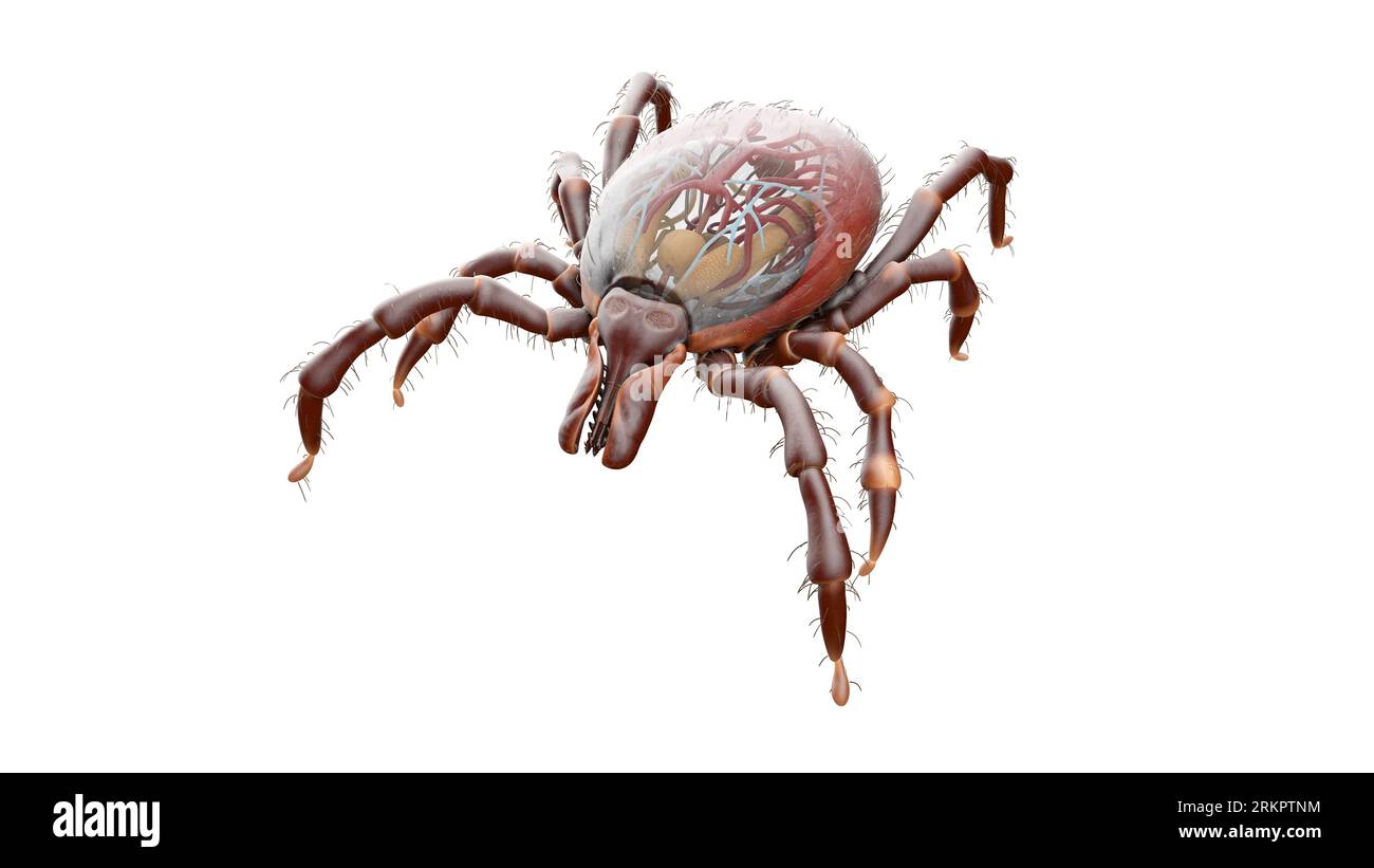 Arachnid anatomy hi-res stock photography and images - Alamy