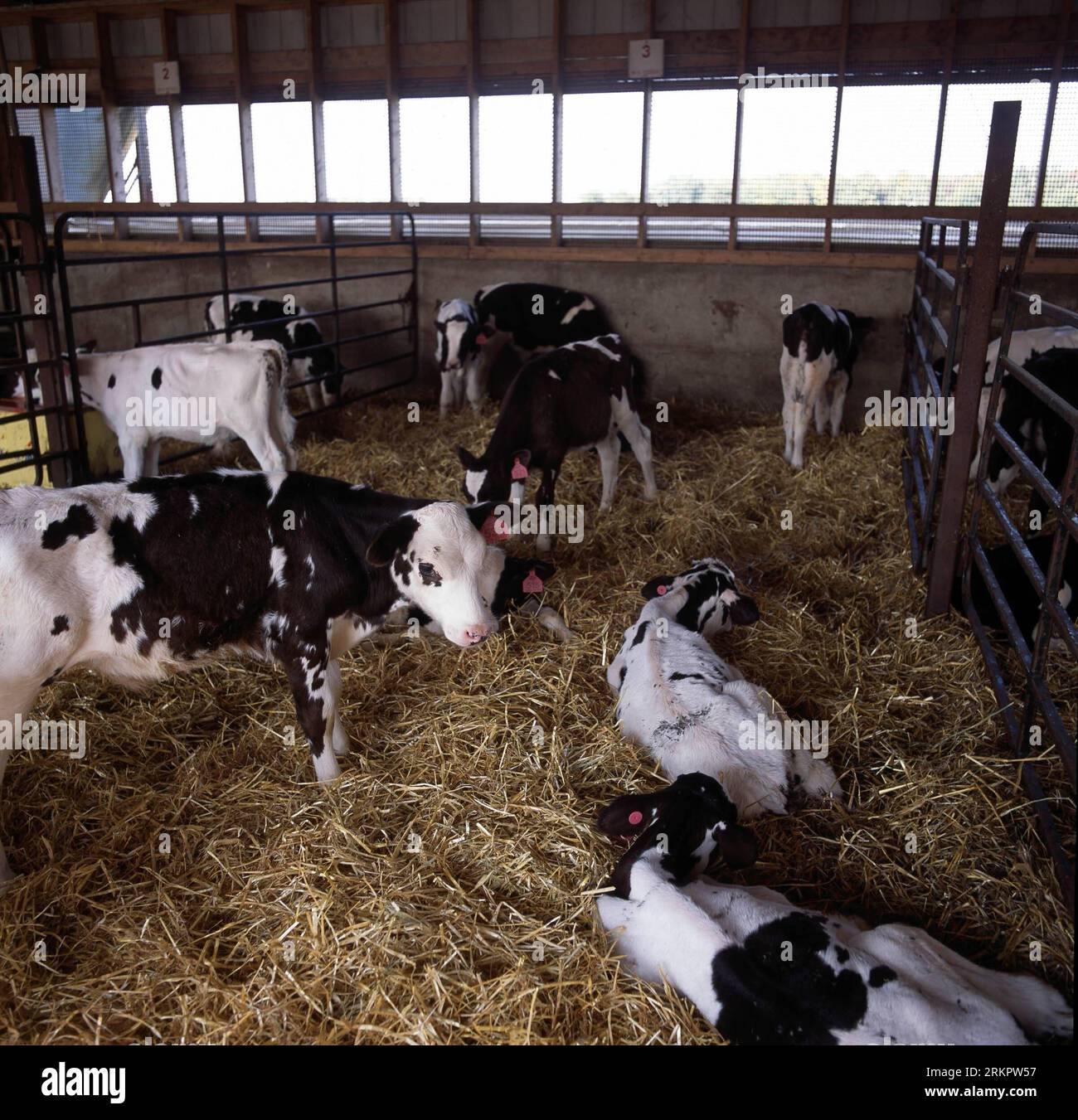 Milchkuh kalb hi-res stock photography and images - Alamy