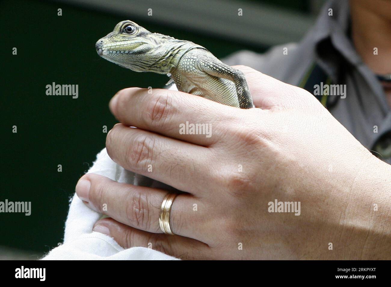 8 tiere hi-res stock photography and images - Alamy