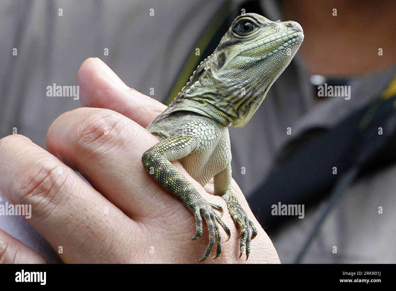 Philippine sailfin lizards hi-res stock photography and images - Alamy