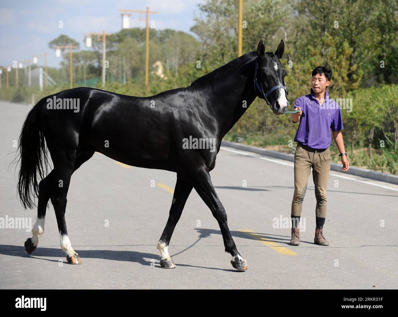 120615 -- YOUYU, June 15, 2012 Xinhua -- A rider takes care of an Akhal ...