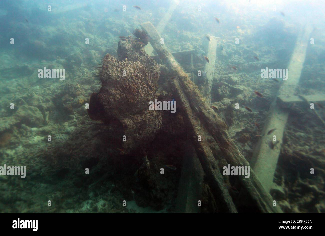 Marine waste evolution hi-res stock photography and images - Alamy