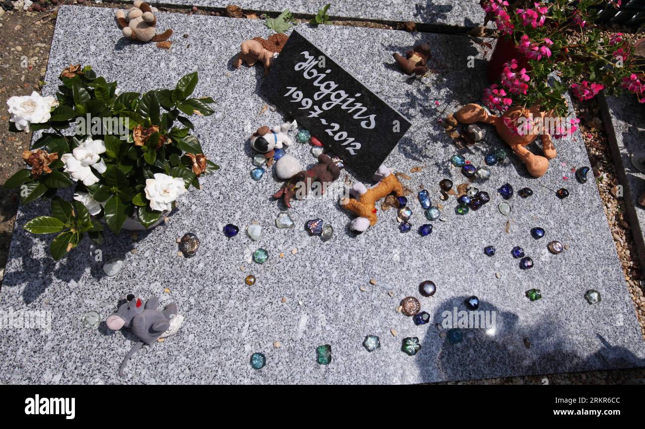 Ti cats hi-res stock photography and images - Alamy