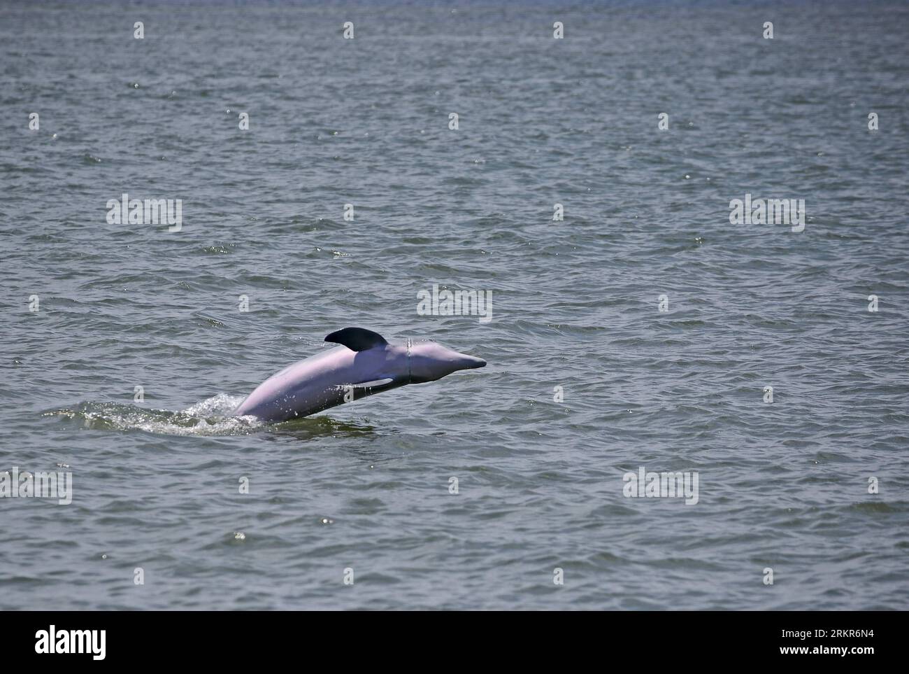 Louisiana oil dead fish hi-res stock photography and images - Alamy