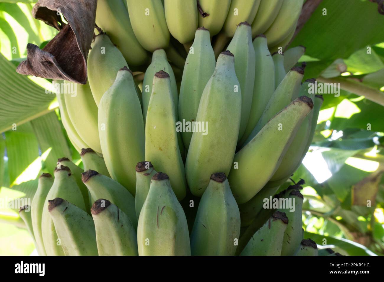 Moorea, French Polynesia. 26th Aug, 2023. A banana plantation on the ...