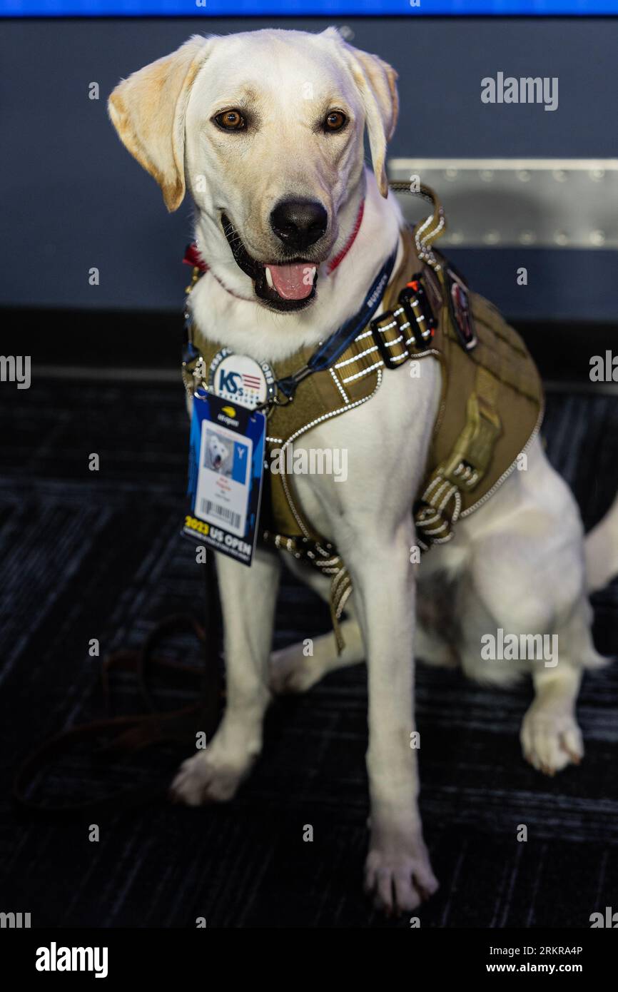 New York, USA. 25th Aug, 2023. Service dog Ace whose training for ...