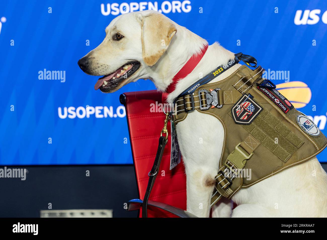 New York, USA. 25th Aug, 2023. Service dog Ace whose training for ...