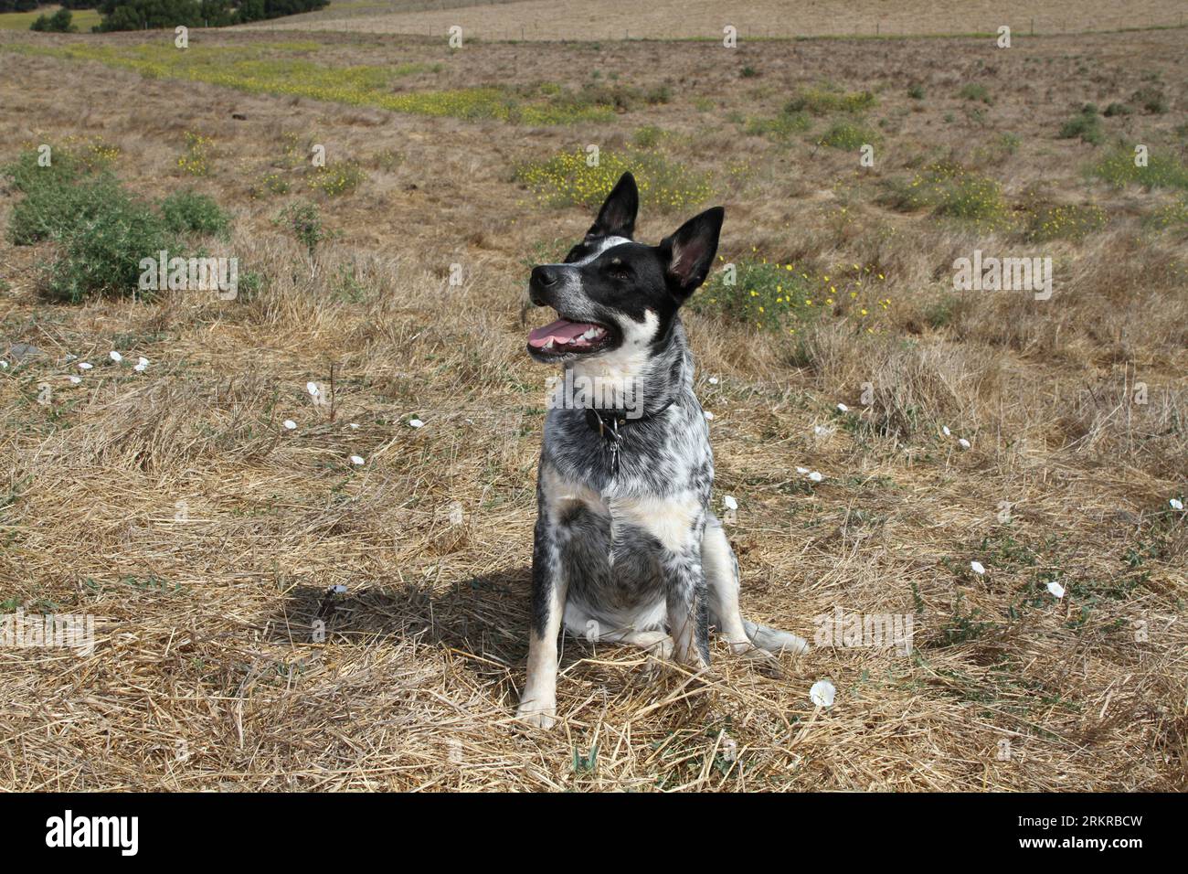 Australian Cattle Dog sitting in field with wildflowers Stock Photo - Alamy