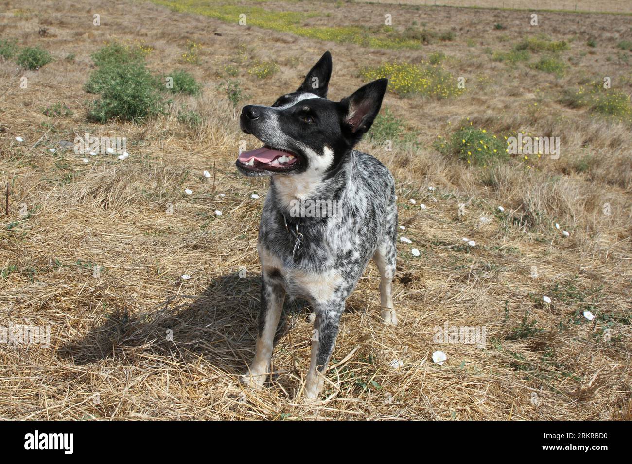 Australian cattle dog standing hi-res stock photography and images - Alamy