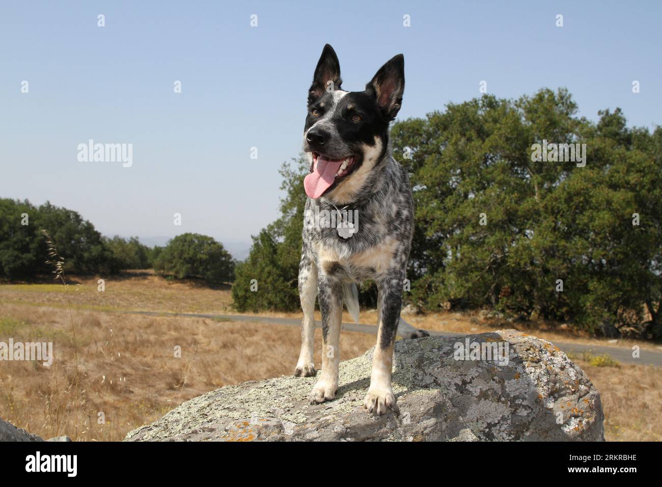 Australian Cattle Dog standing on rock in nature Stock Photo - Alamy