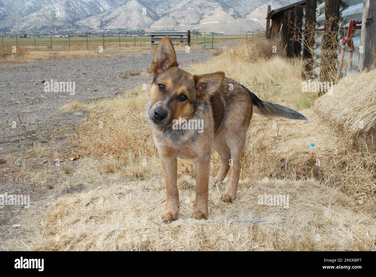 Australian Cattle Dog Standing on hay bale on a ranch with mountains in ...