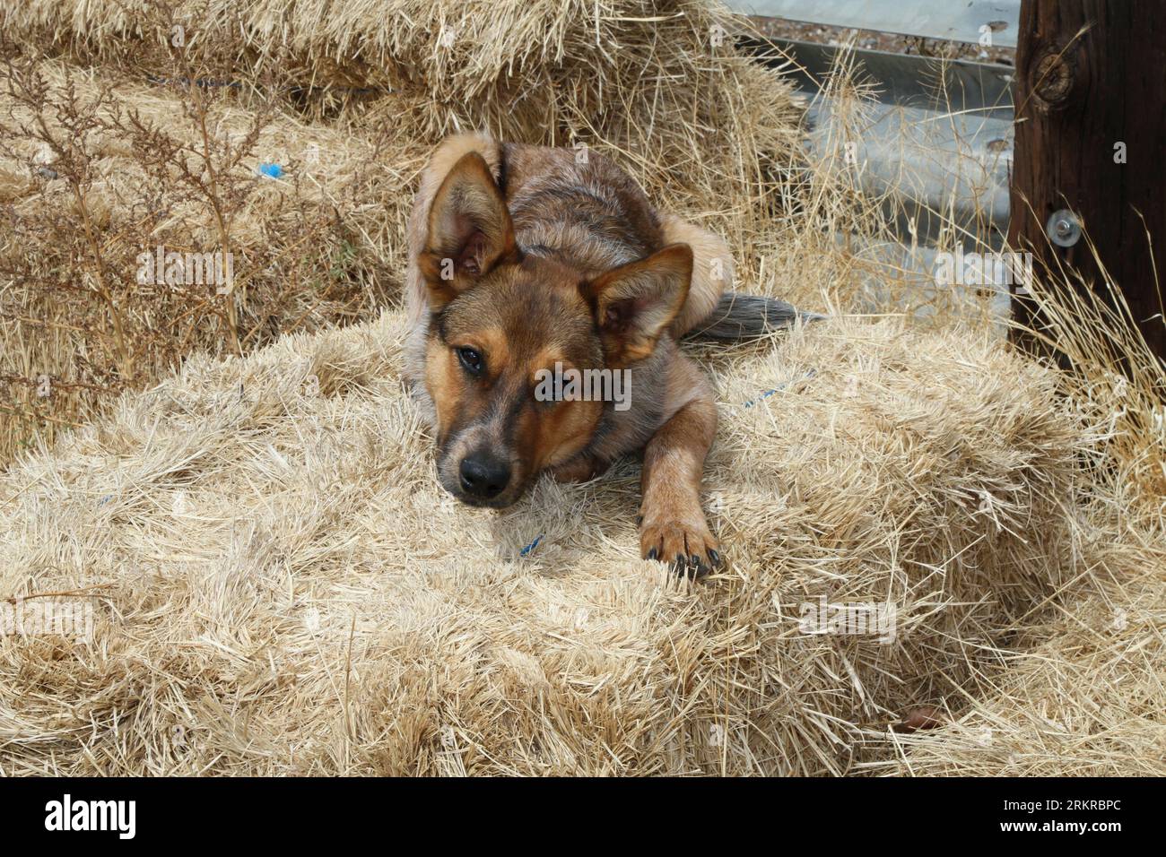 Dog on hay bale hi-res stock photography and images - Alamy
