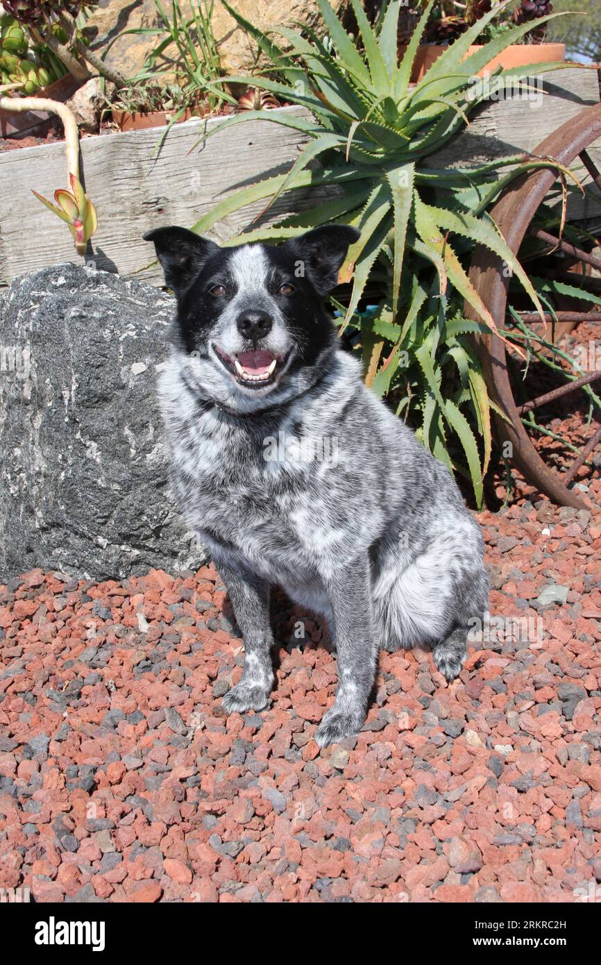 australian cattle dog sitting on red lava rock in front of old wood ...