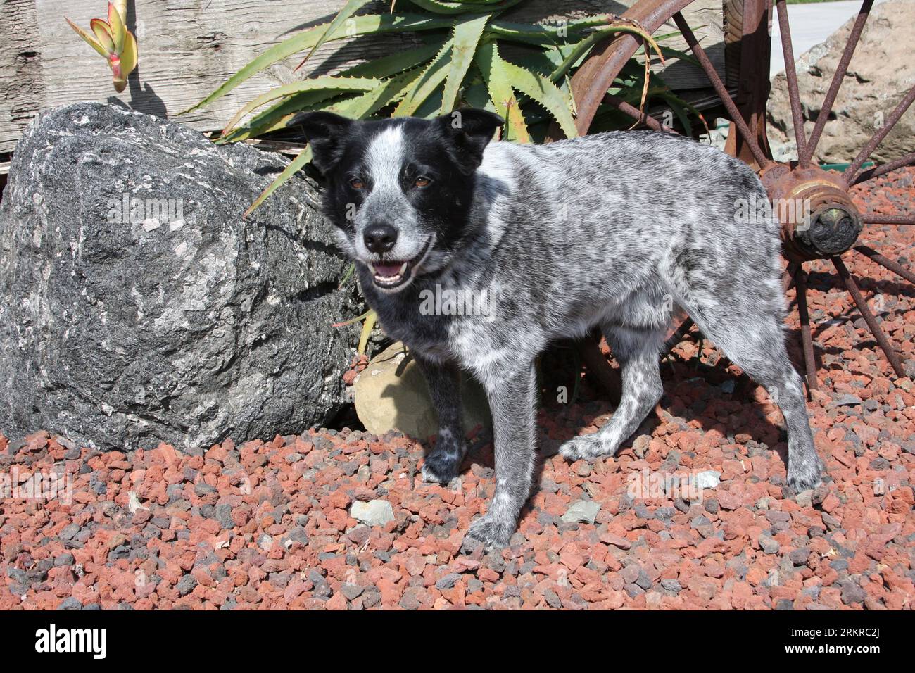 australian cattle dog standing on red lava rock next to an old wagon ...