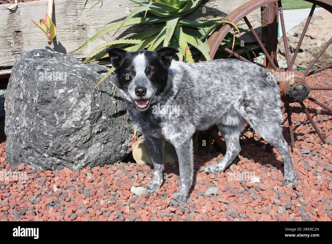 australian cattle dog standing on red lava rock next to an old wagon ...