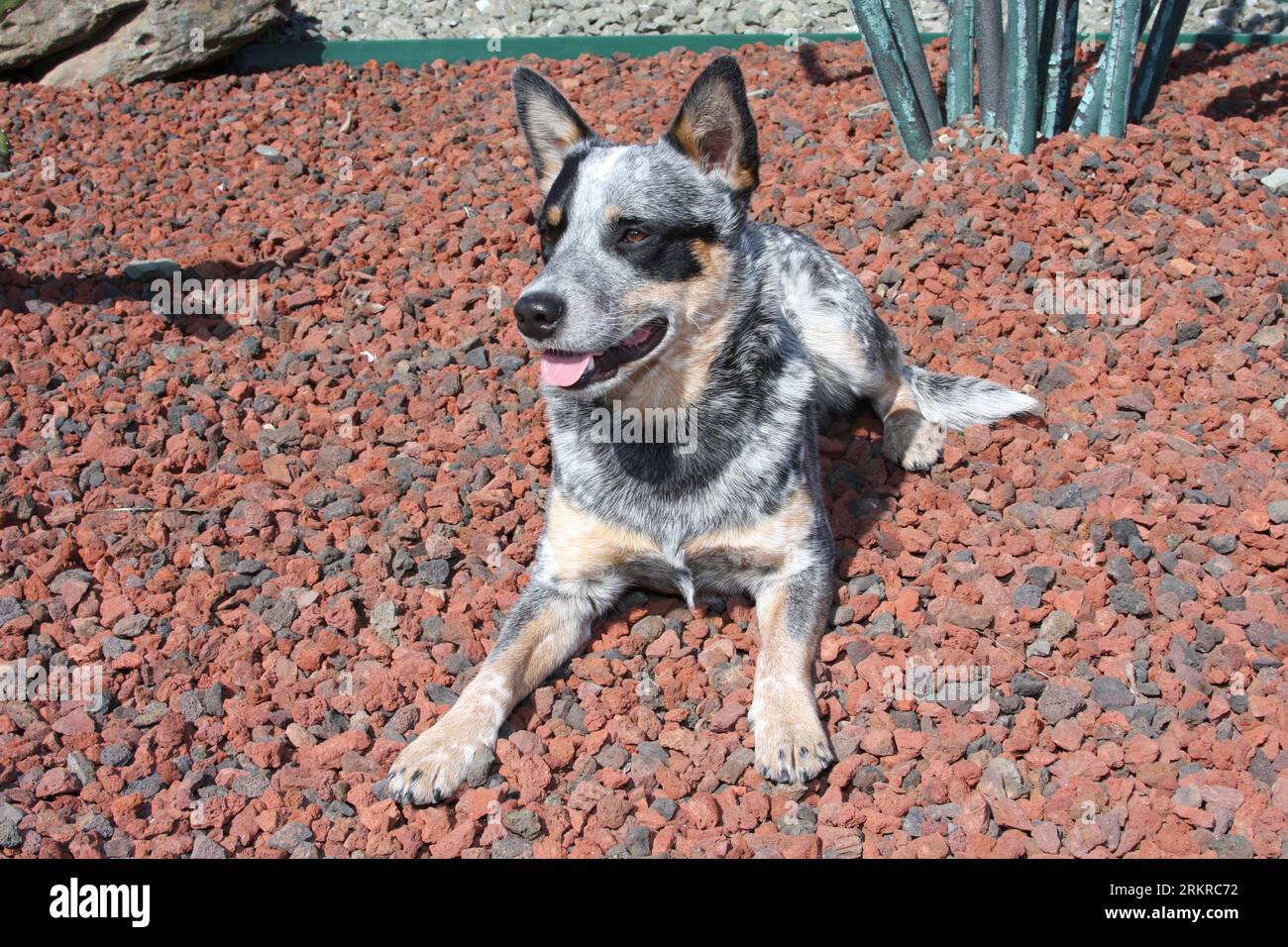 australian cattle dog laying on red lava rock in desert setting Stock ...