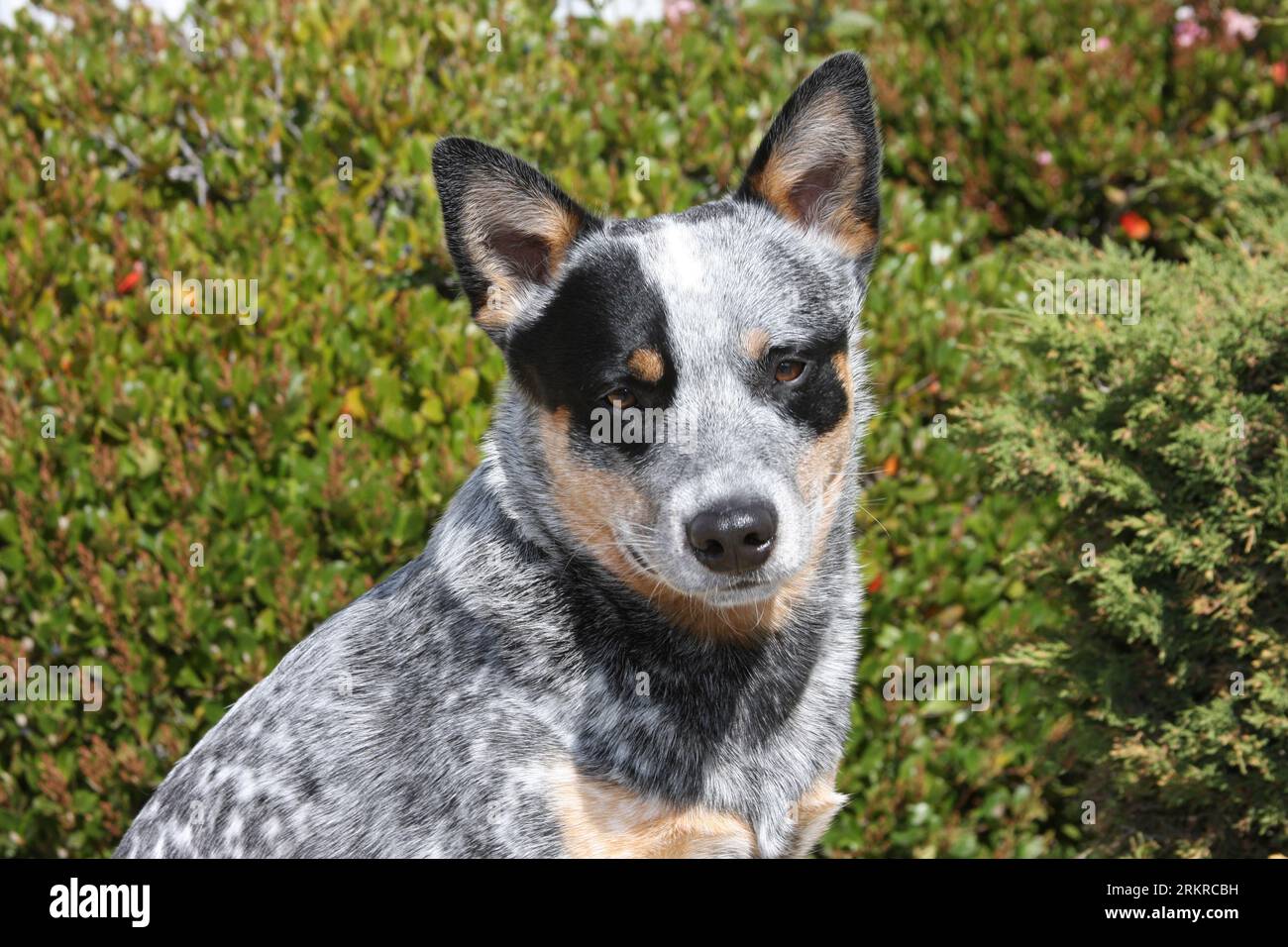Australian cattle dog sitting hi-res stock photography and images - Alamy