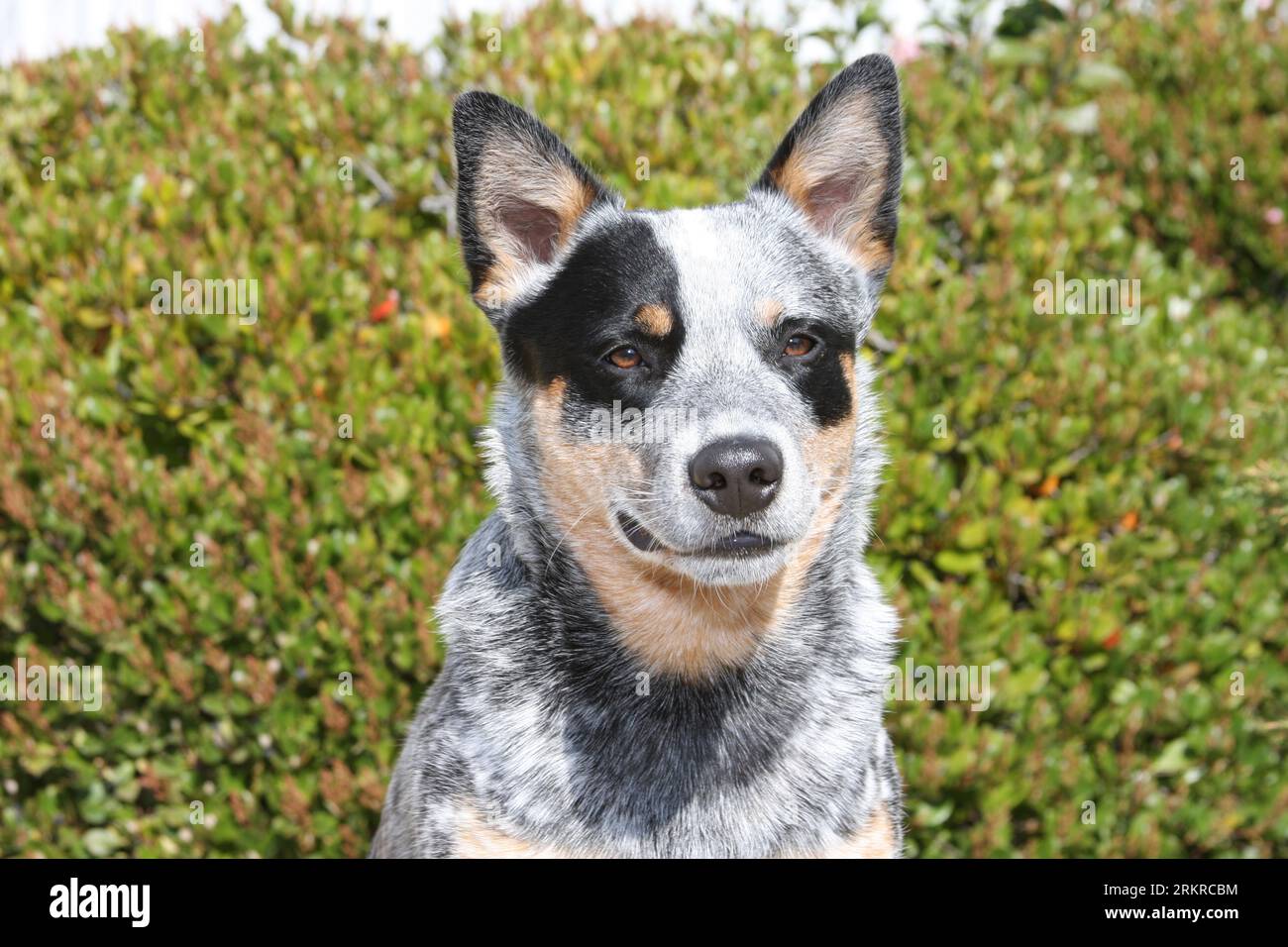 Australian cattle dog sitting hi-res stock photography and images - Alamy