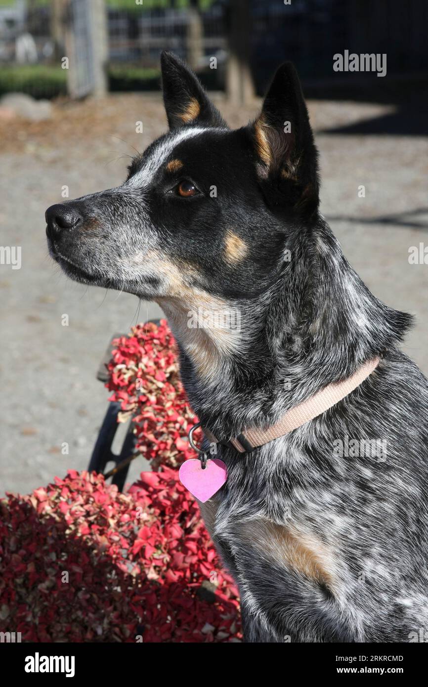 Australian cattle dog flowers hi-res stock photography and images - Alamy
