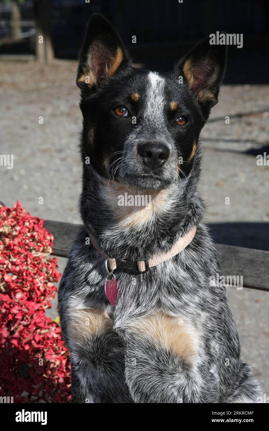 Australian cattle dog flowers hi-res stock photography and images - Alamy