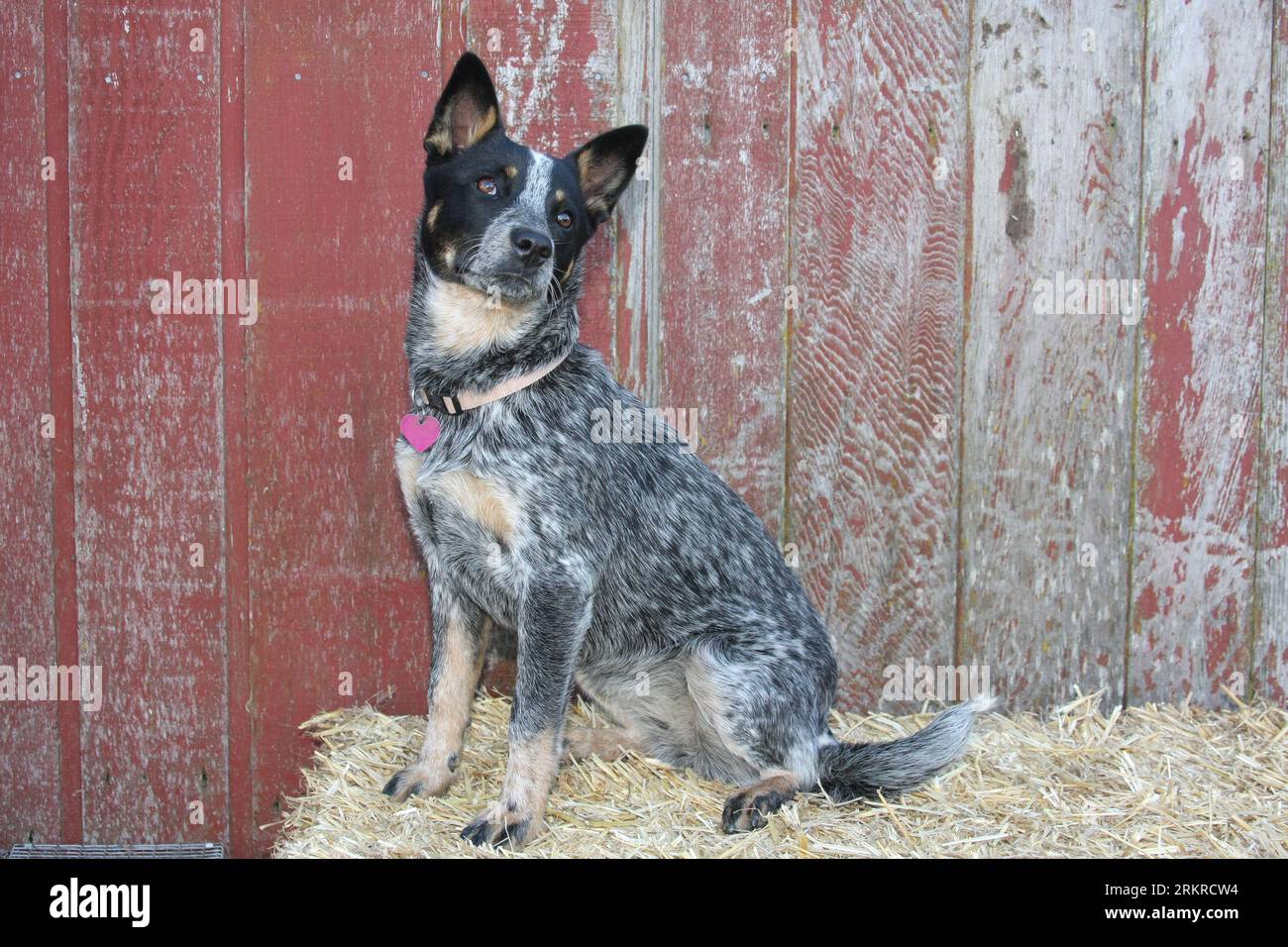 australian cattle dog sitting on hay bale against barn wall Stock Photo ...