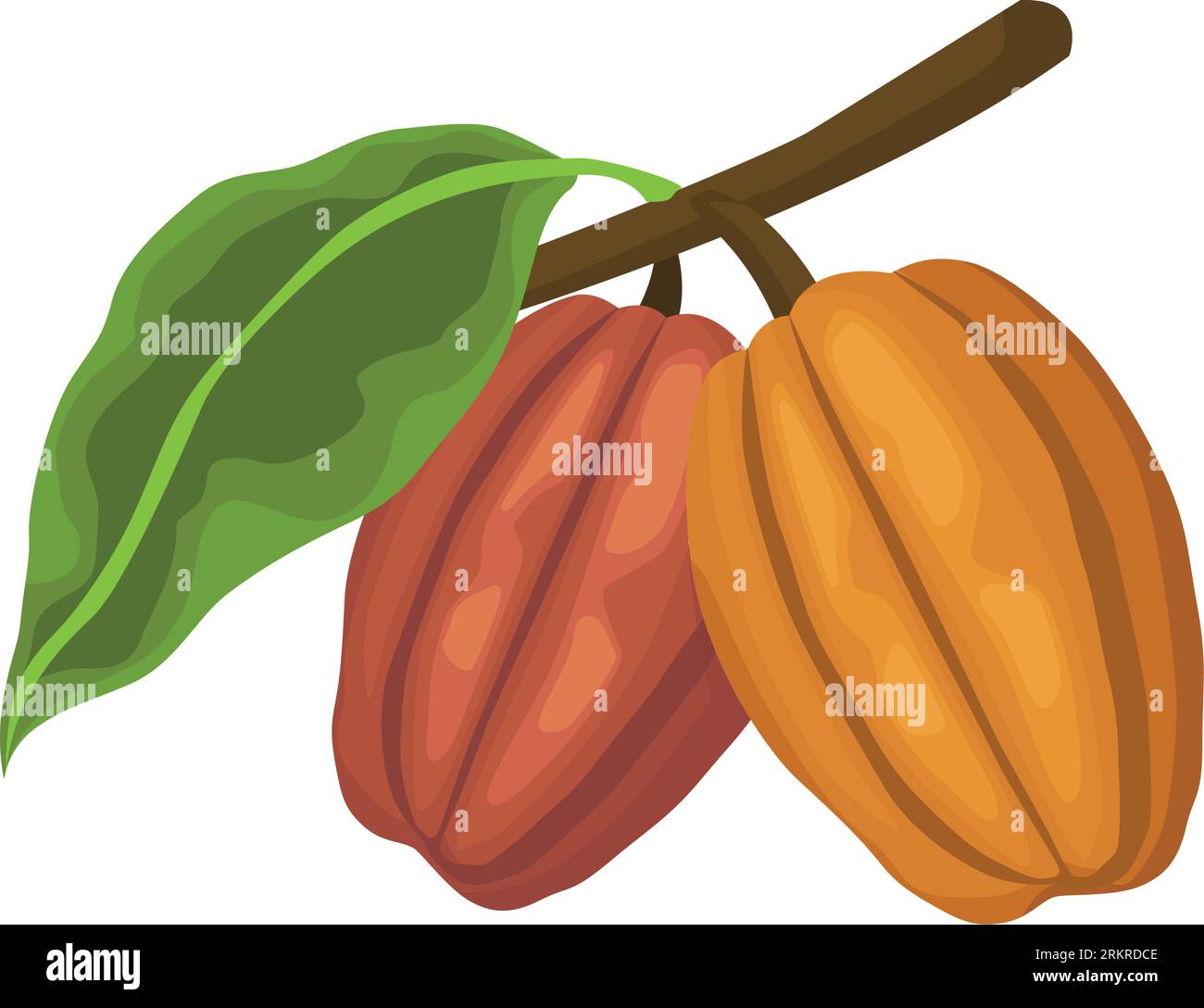 Cacao fruit on the tree Stock Vector Images - Alamy
