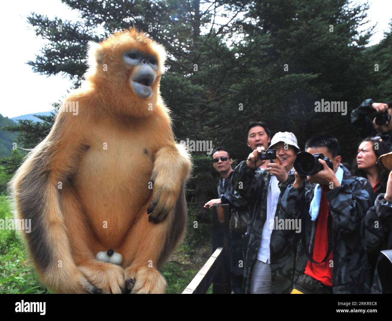 Monkey poses hi-res stock photography and images - Alamy