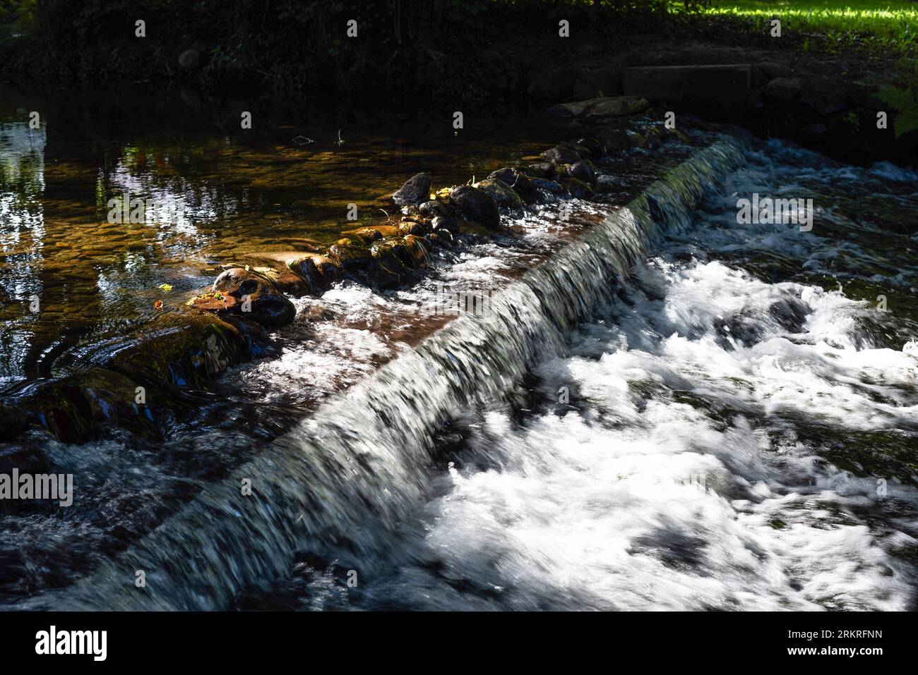Crayfish plague disease hi-res stock photography and images - Alamy