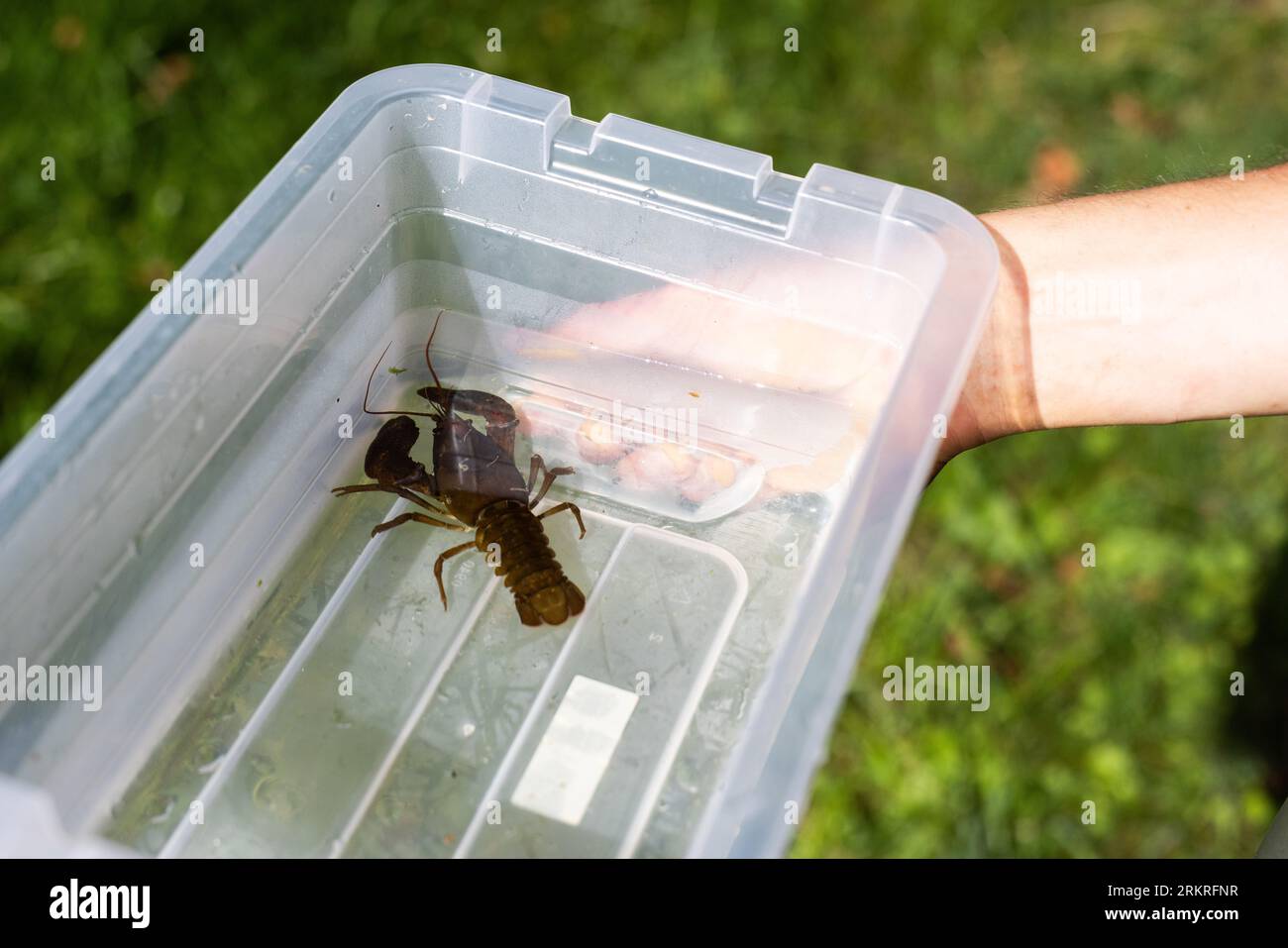 Crayfish plague disease hi-res stock photography and images - Alamy