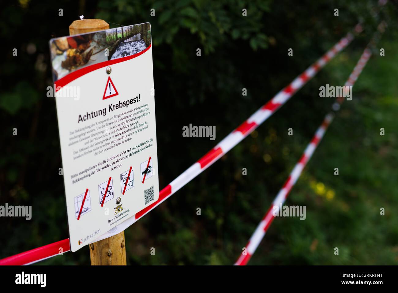 Crayfish plague disease hi-res stock photography and images - Alamy