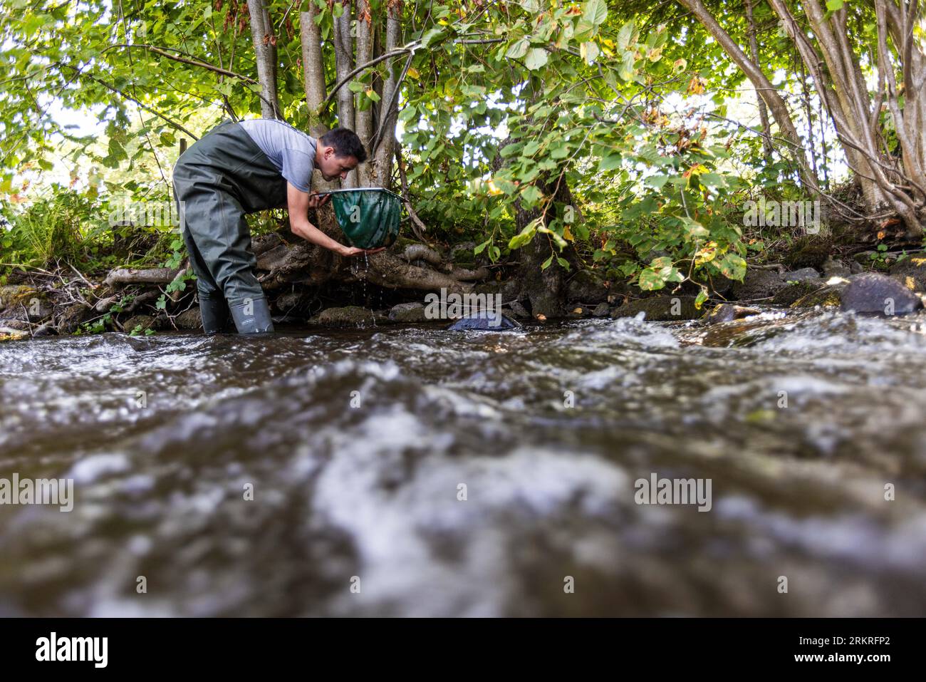 Crayfish plague disease hi-res stock photography and images - Alamy