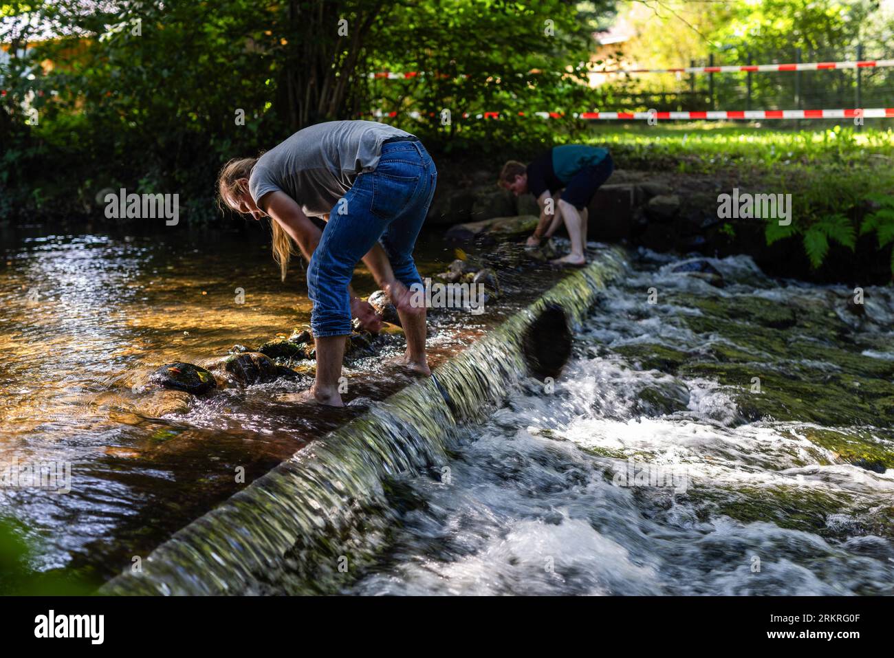 Crayfish plague disease hi-res stock photography and images - Alamy