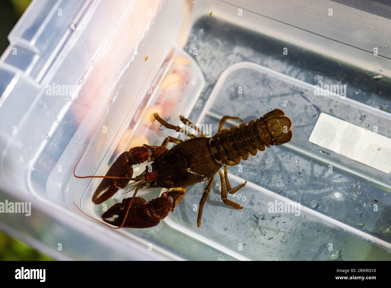 Crayfish plague disease hi-res stock photography and images - Alamy