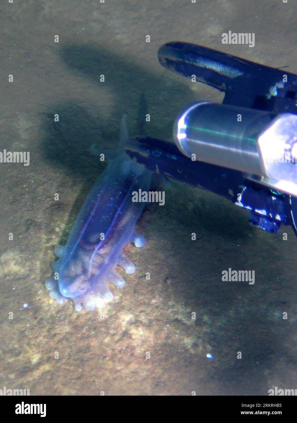 Deep sea cucumber species hi-res stock photography and images - Alamy