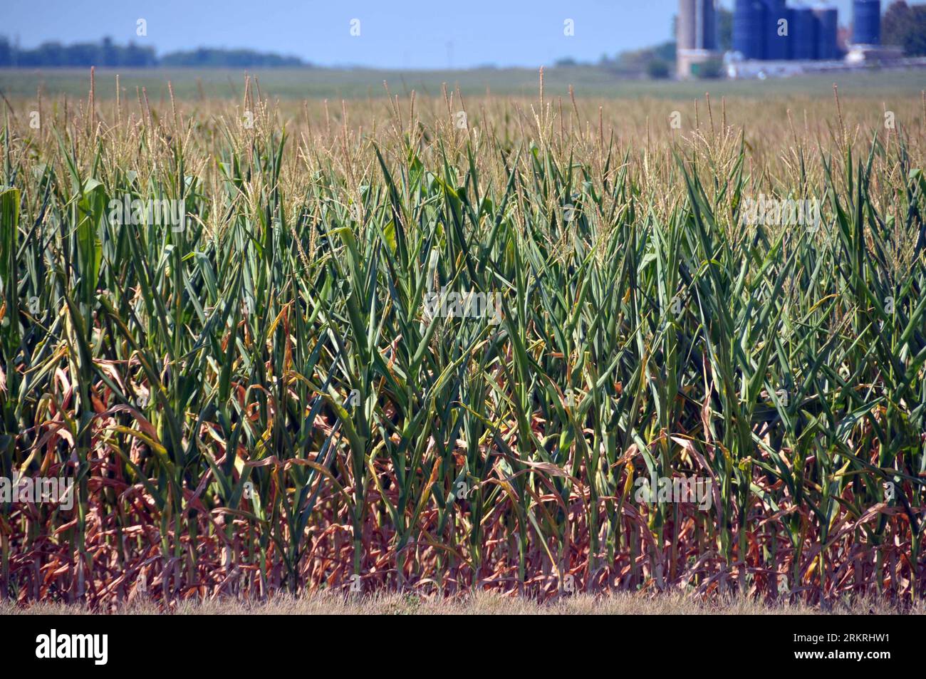 Us corn belt hi-res stock photography and images - Alamy
