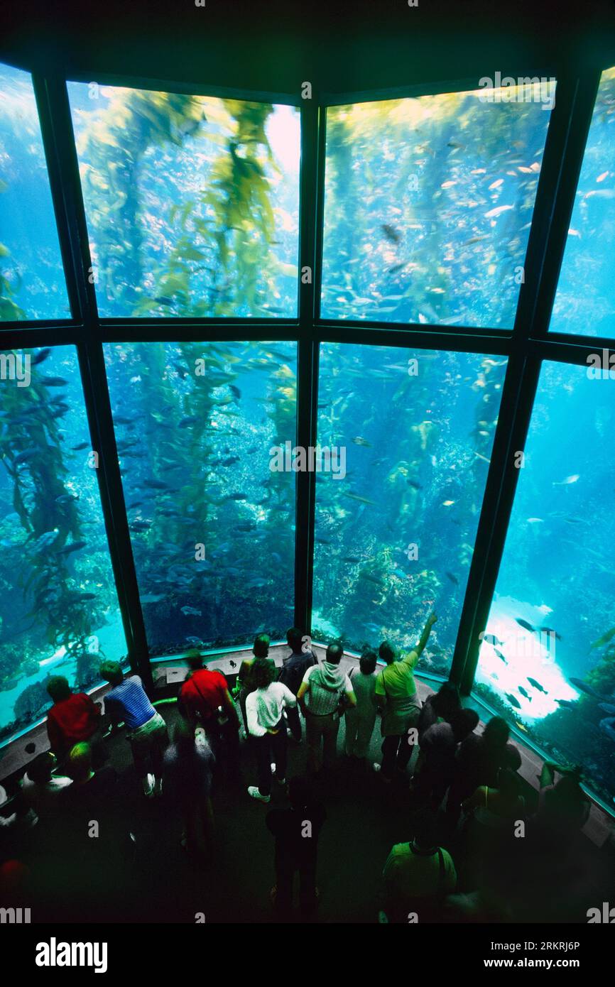 View of Kelp Forest from under water at the Monterey Bay Aquarium ...