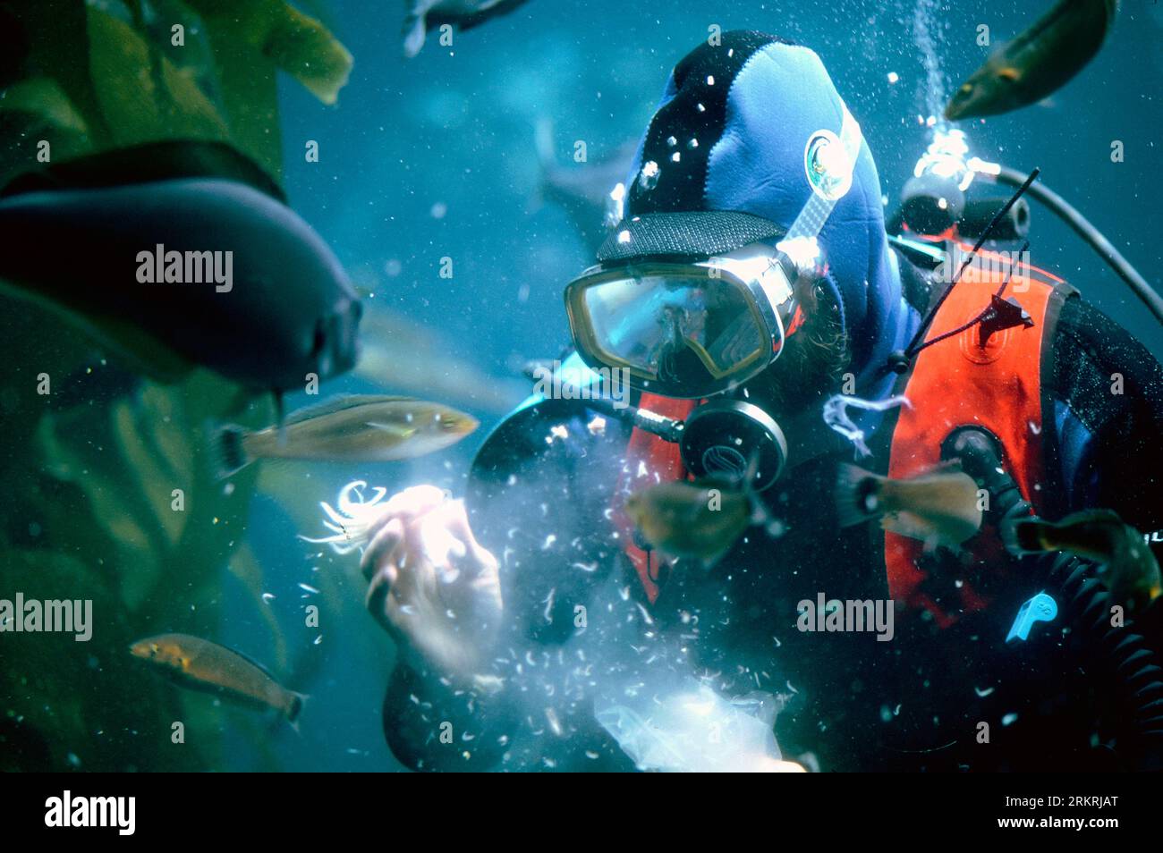 Diver feeding fish in the kelp forest at Monterey Bay Aquarium ...