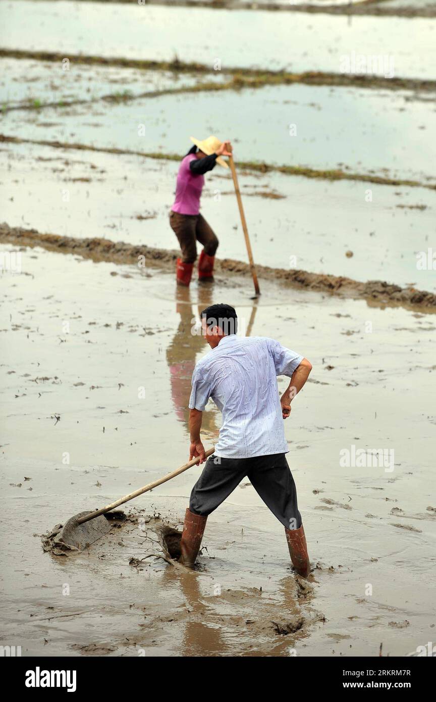 Reisanbau d hi-res stock photography and images - Alamy