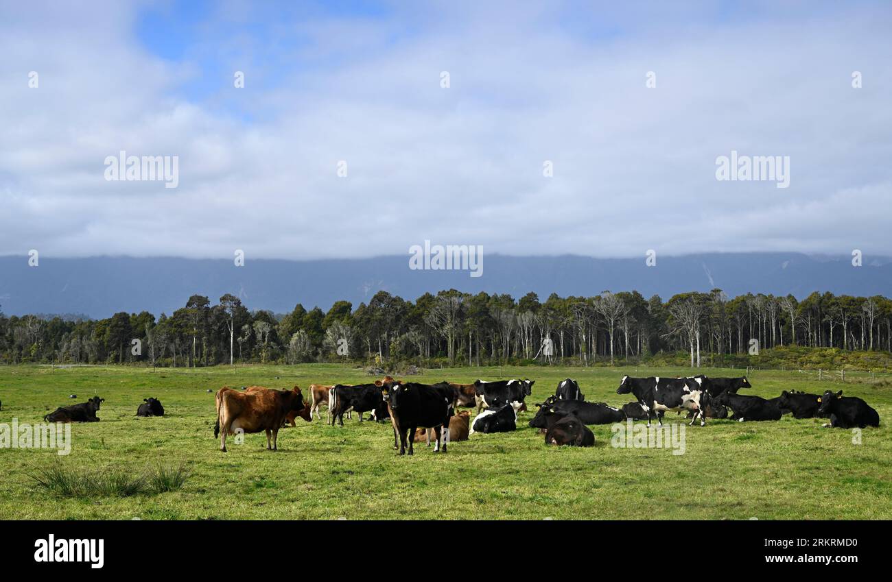 Dairy Cow Herd at Karamea, West Coast, New Zealand with Native Forest ...