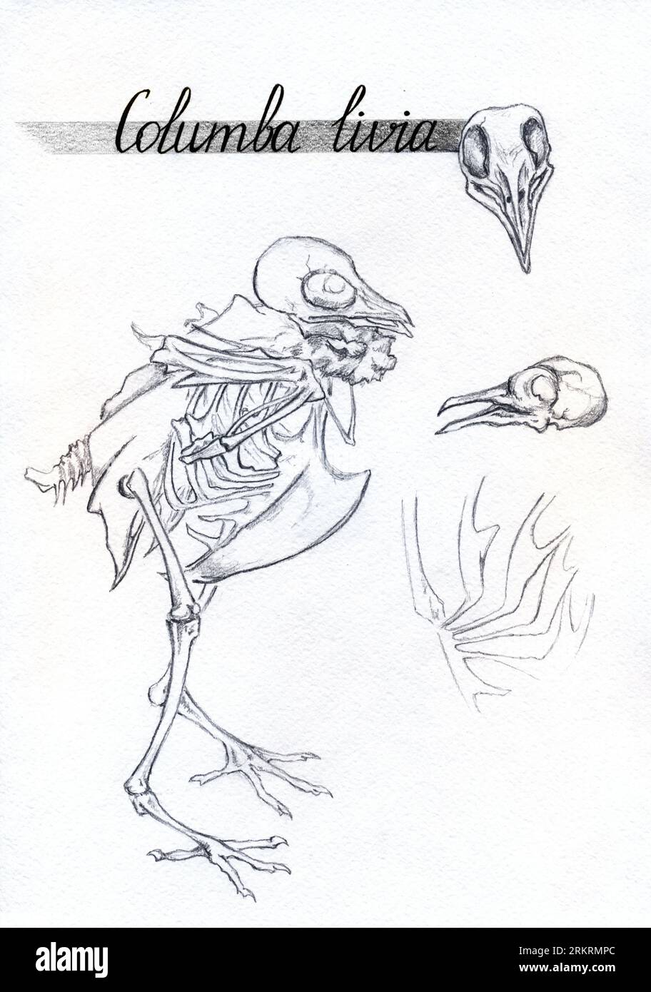 Columba Livia Sketch