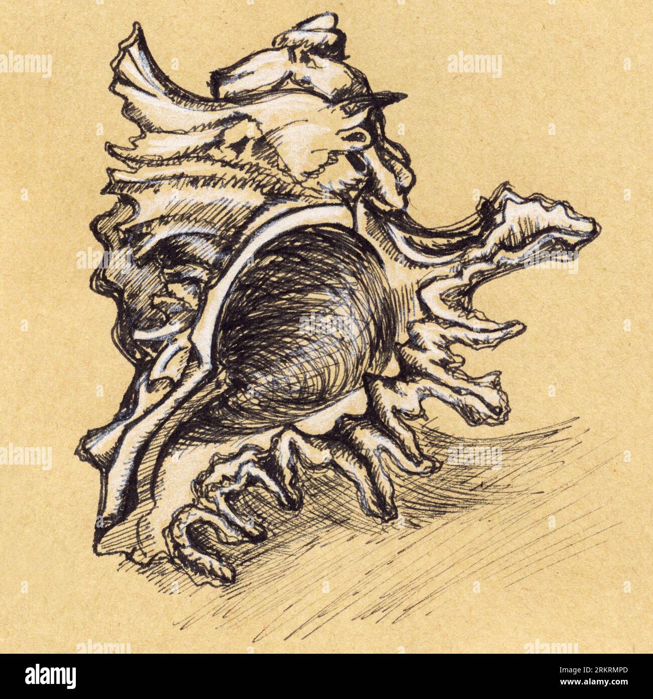 Vintage seashell sepia craft ink engraving sketch Stock Photo - Alamy