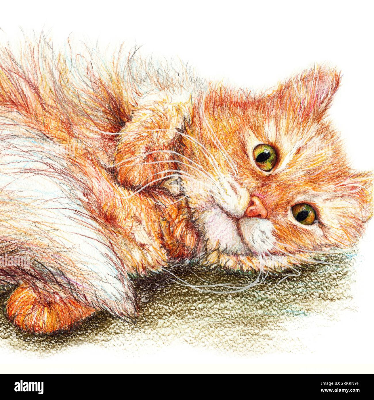 Cute nice ginger fluffy cat hand drawn art Stock Photo - Alamy