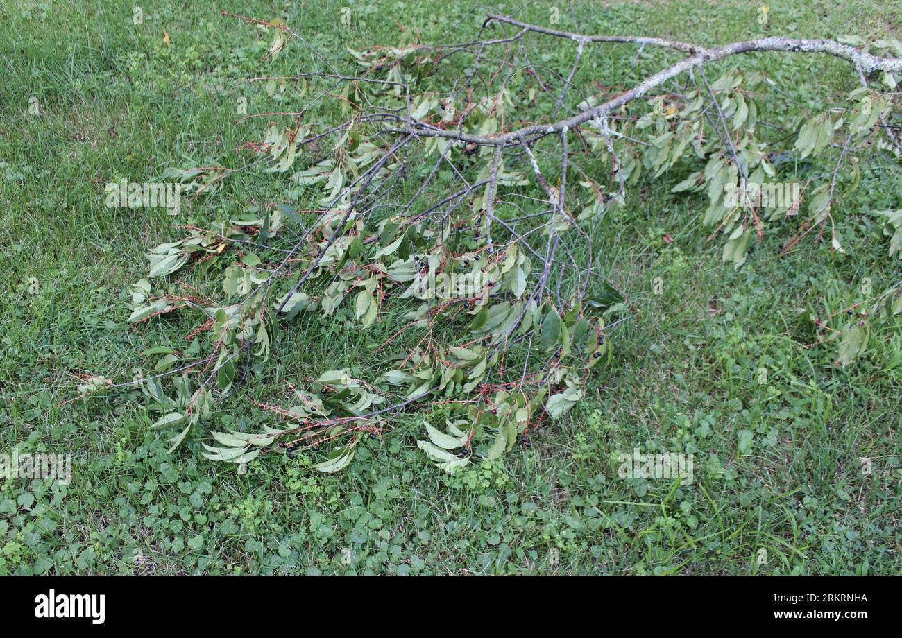 Cyanide poisoning hi-res stock photography and images - Alamy